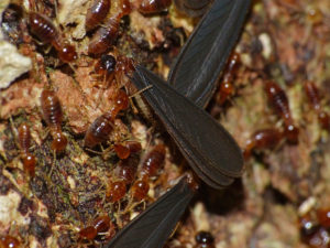 Rainforest Insects List: Insects That Live In Rainforests Pictures & Facts