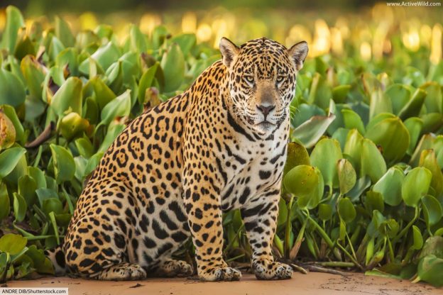 Rainforest Animals List With Pictures, Facts: Interesting Rainforest ...