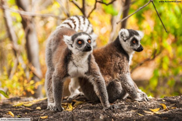 Rainforest Animals List With Pictures, Facts: Interesting Rainforest ...