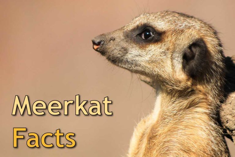 Meerkat Facts For Kids & Adults: Pictures, Video & In-Depth Information.