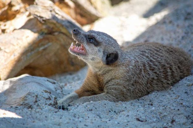 Meerkat Facts For Kids & Adults: Pictures, Video & In-Depth Information.