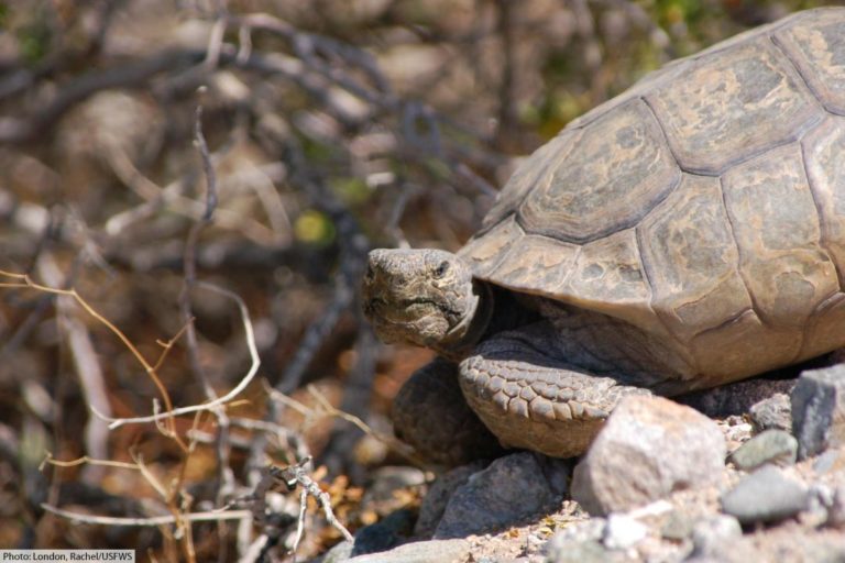 Mojave Desert Tortoise Facts, Pictures, Video & In-Depth Information