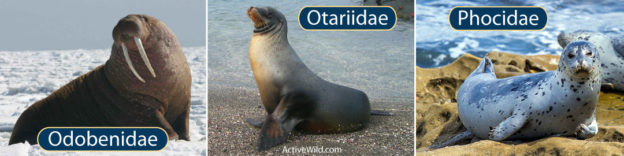 Arctic Seals: A List Of Seals That Live In The Arctic, With Pictures ...