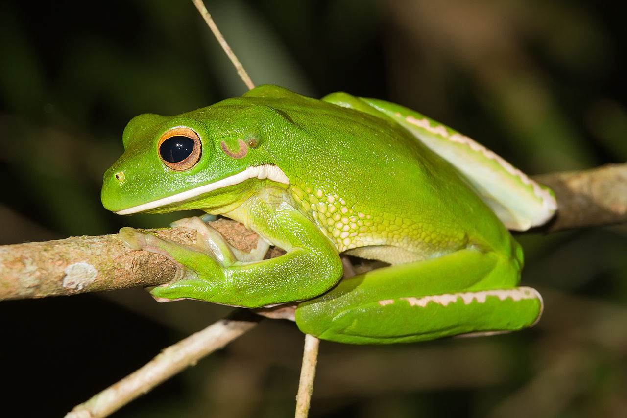 White Lipped Tree Frog Australian Giant Tree Frog Facts Pictures Info