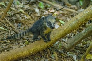 South American Coati Facts, Pictures, Video & Information