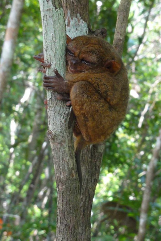 Tarsier Facts, Pictures & Info: Discover A Nocturnal, Carnivorous Primate