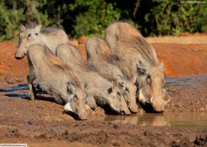 Common Warthog Facts, Pictures, Video & In-Depth Information