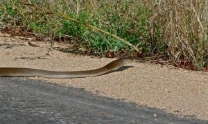 Black Mamba Facts, Pictures & Information. Venomous African Snake