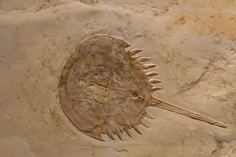 Jurassic Animals – A List Of Animals That Lived In The Jurassic Period