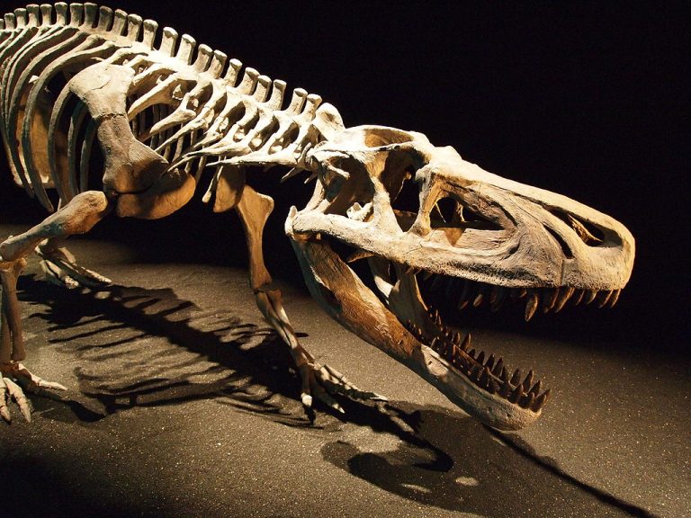 Triassic Animals – Discover The Animals That Lived In The Triassic Period