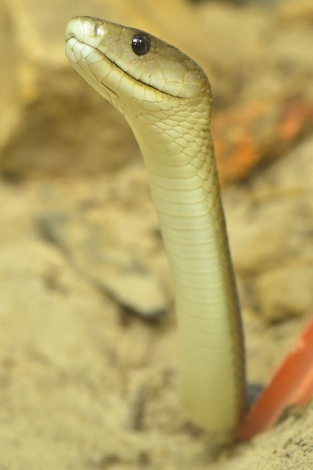Black Mamba Facts, Pictures & Information. Venomous African Snake