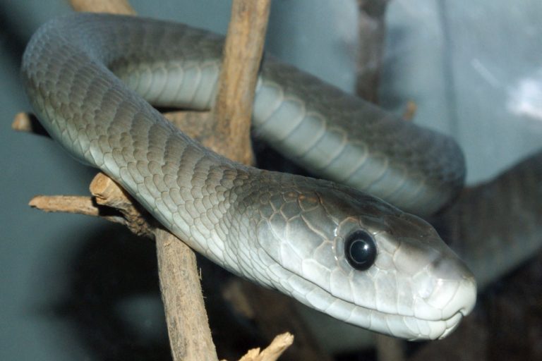Black Mamba Facts, Pictures & Information. Venomous African Snake