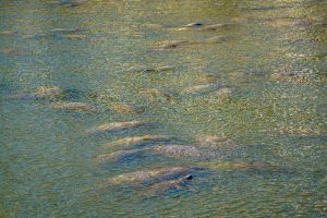 Manatee Facts, Pictures & Information. Meet The 3 Species Of Sea Cow