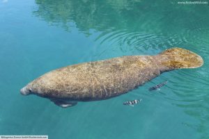 Manatee Facts, Pictures & Information. Meet The 3 Species Of Sea Cow
