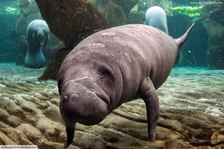 Manatee Facts, Pictures & Information. Meet The 3 Species Of Sea Cow