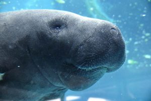 Manatee Facts, Pictures & Information. Meet The 3 Species Of Sea Cow