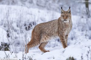 What Is The Taiga Biome? Discover Animals & Plants Of The Boreal Forest