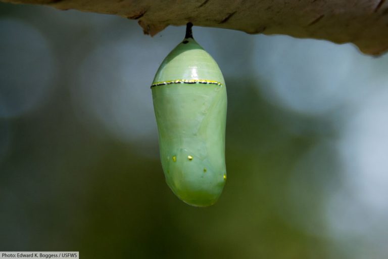 The Life Cycle Of The Monarch Butterfly With Pictures & Facts