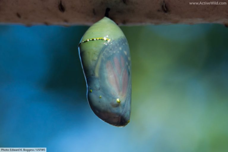 Butterfly Life Cycle Explained With Pictures & Facts On All 4 Stages