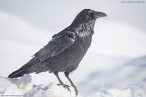 What Is The Taiga Biome? Discover Animals & Plants Of The Boreal Forest