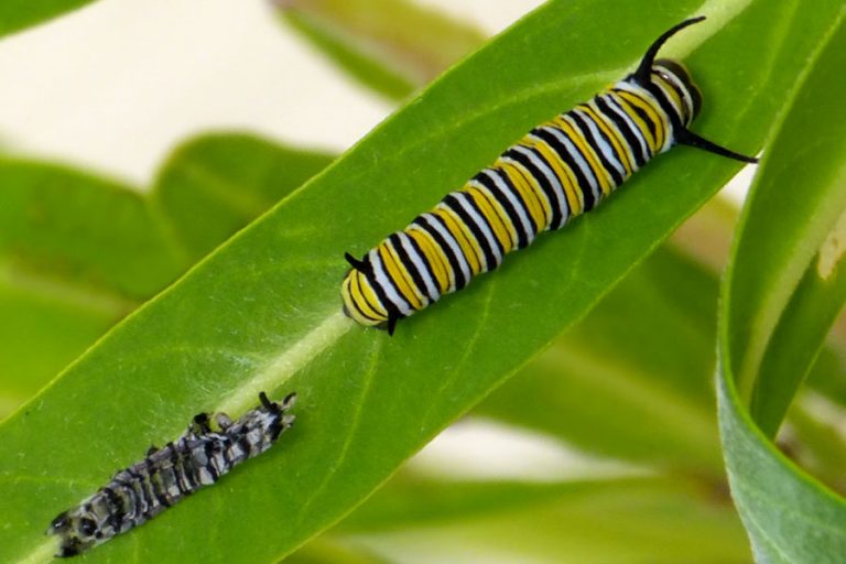 Monarch Caterpillar Stages With Pictures & Facts: 5 Larval Stage Instars