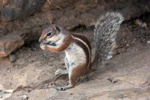African Ground Squirrel Facts: Discover Species In The Genus Xerus