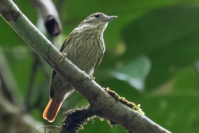 Xenops Facts: Discover A Group Of Often Overlooked Rainforest Birds