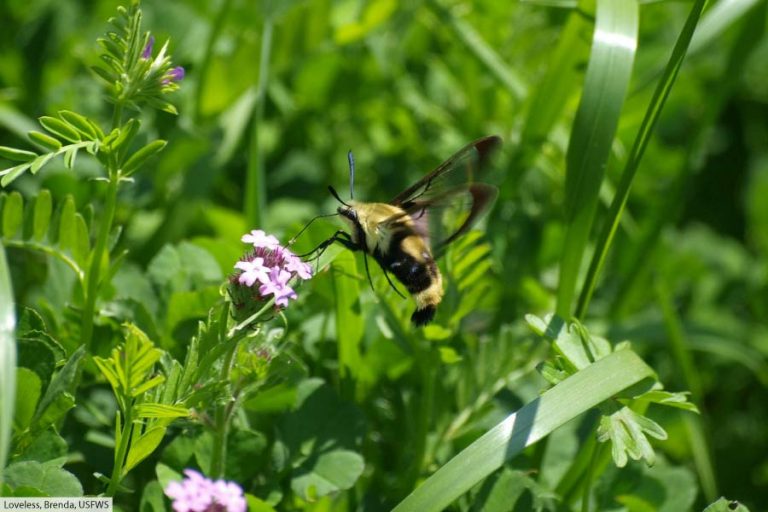 Hummingbird Moth Facts: Moths That Look (And Sound) Like Hummingbirds!