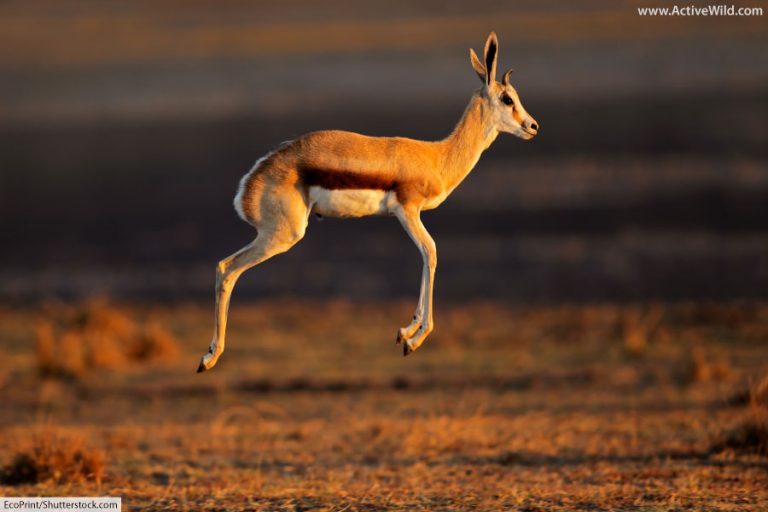 Examples Of Herbivores – Herbivorous Animals List, Pictures ...