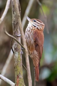 Xenops Facts: Discover A Group Of Often Overlooked Rainforest Birds
