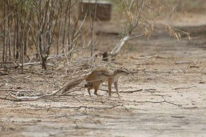African Ground Squirrel Facts: Discover Species In The Genus Xerus