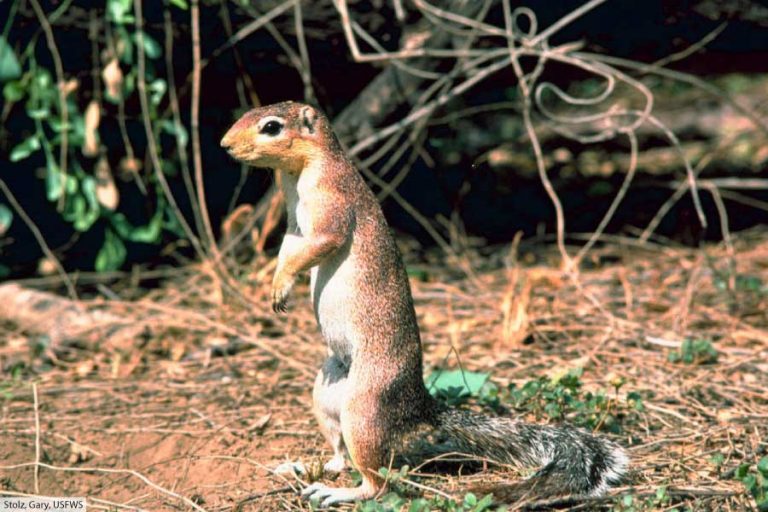 African Ground Squirrel Facts: Discover Species In The Genus Xerus