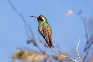 Xantus’s Hummingbird Facts, Pictures & Information