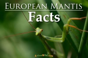 European Mantis Facts, Pictures & In-Depth Information.