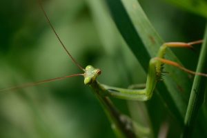 European Mantis Facts, Pictures & In-Depth Information.