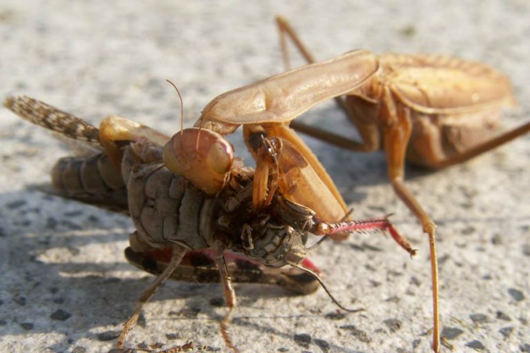 European Mantis Facts, Pictures & In-Depth Information.