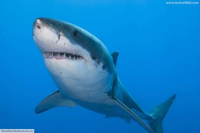 Types Of Animals – Major Animal Groups With Examples & Pictures