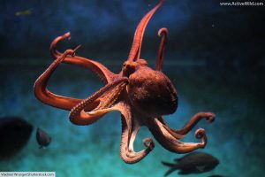 Mollusks Examples, Pictures & Facts, Different Types Of Mollusks