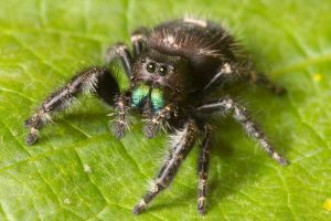 Is A Spider An Insect? Differences Between Spiders & Insects