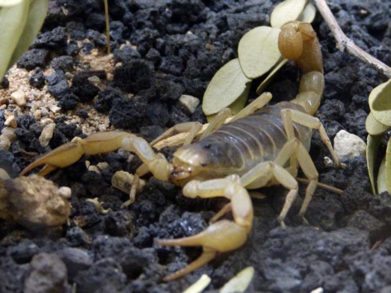 What Is An Arachnid? The Ultimate Guide To Arachnids - Pictures & Facts