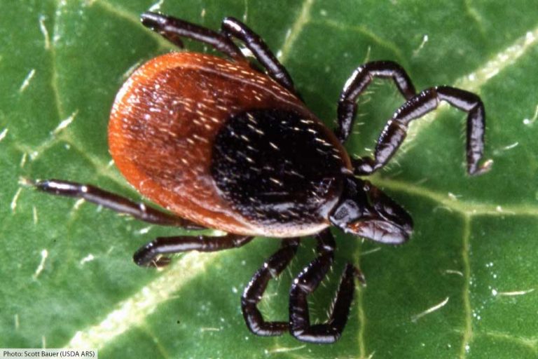 Arthropods Examples: Examples Of Arthropods From Around The World
