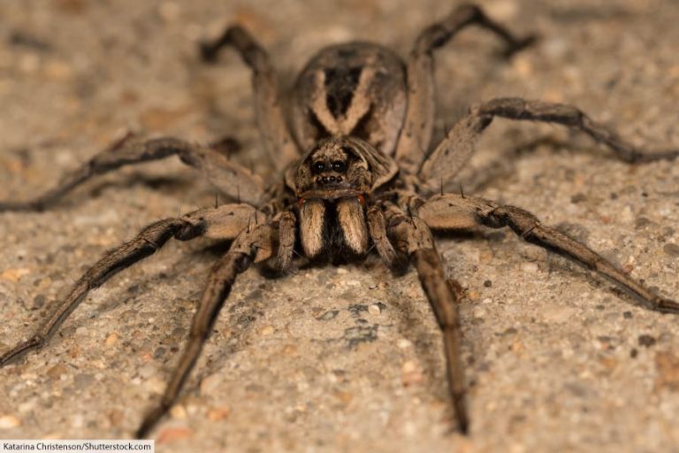 What Is An Arachnid? The Ultimate Guide To Arachnids - Pictures & Facts