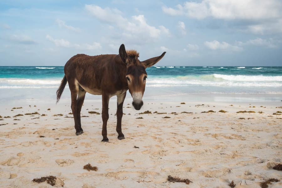 Christmas Animals: Animals Associated With Christmas Around The World