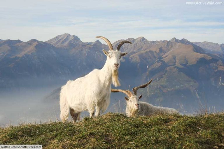 Christmas Animals: Animals Associated With Christmas Around The World