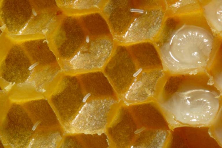 Honey Bee Facts: Amazing Facts On Honey Bees For Kids & Adults