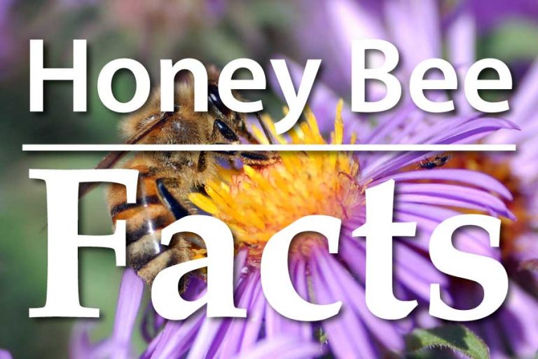 Honey Bee Facts: Amazing Facts On Honey Bees For Kids & Adults