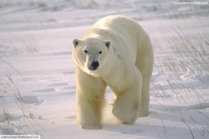 Types Of Bears - Pictures & Facts On All Eight Bear Species