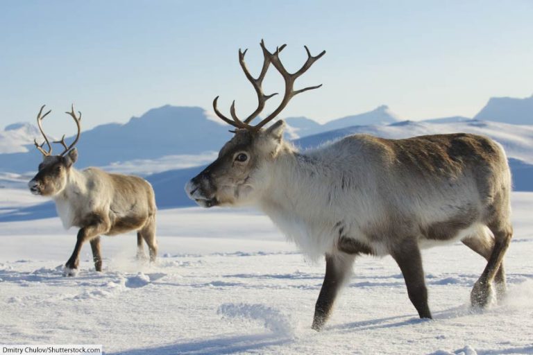 Christmas Animals: Animals Associated With Christmas Around The World
