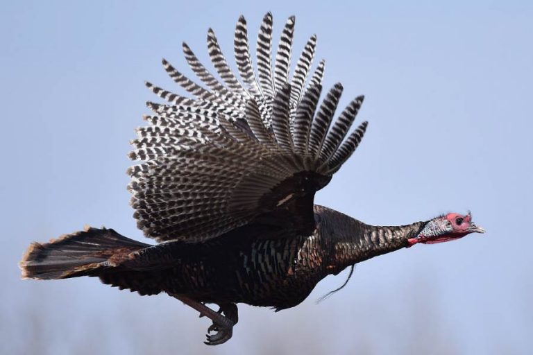 Christmas Animals: Animals Associated With Christmas Around The World