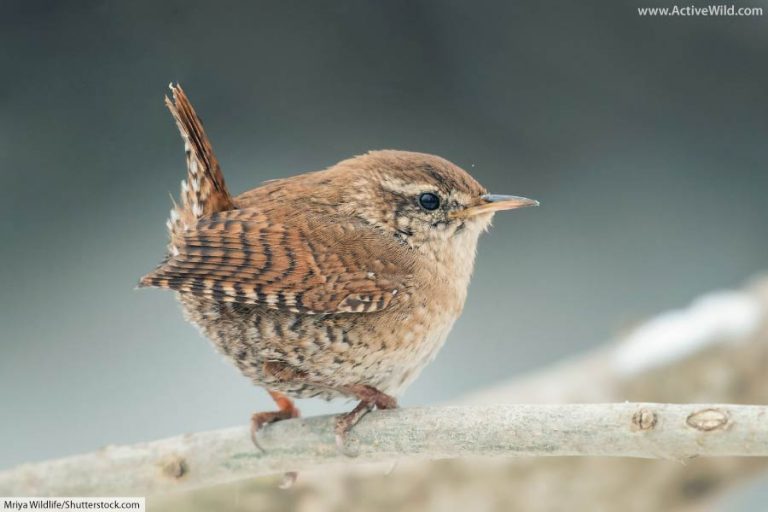 Christmas Animals: Animals Associated With Christmas Around The World